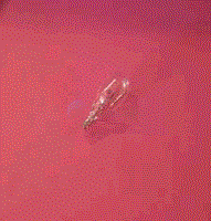 Dream Maker Spa GE912 12v/12w Bulb - 402563 - INYOPools.com