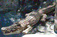 Poolmaster Crocodile Pool Float - POM54575 - INYOPools.com