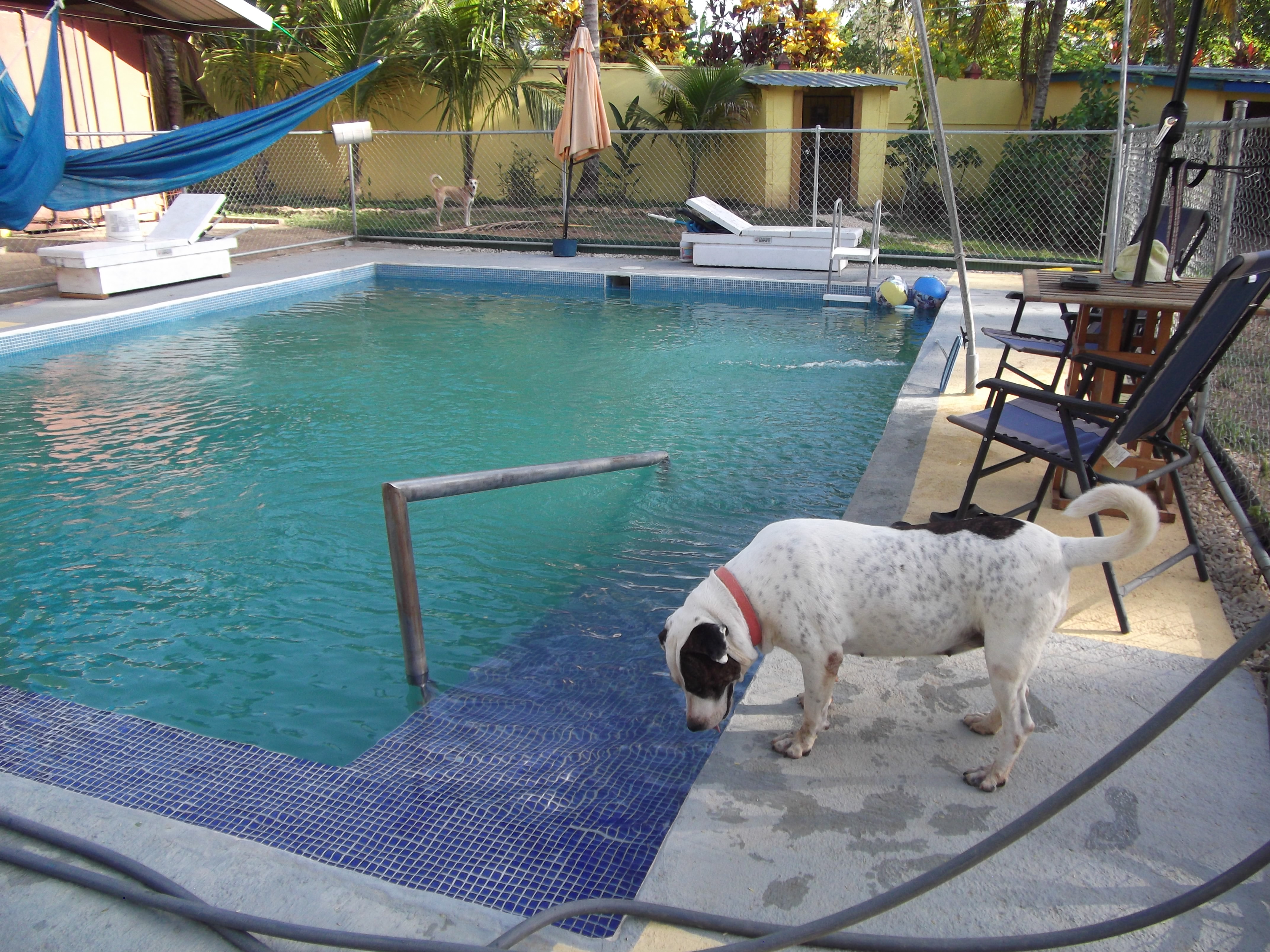 Hayward Blu In-ground Suction Swimming Pool Cleaner, w/Hoses - W3BLUCON ...